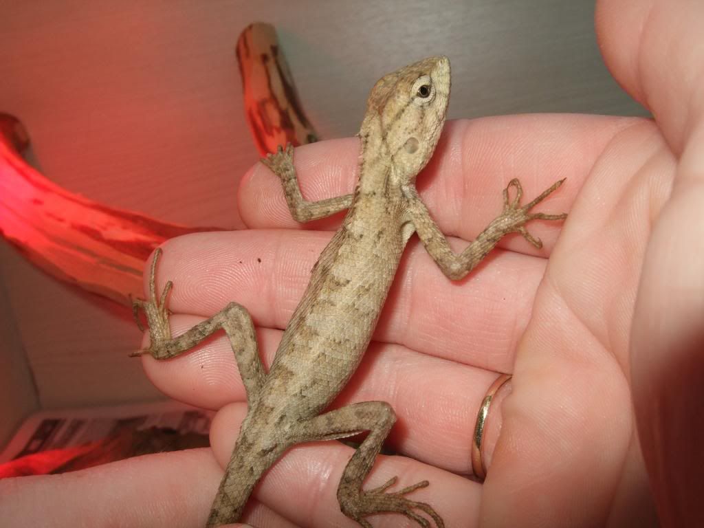 Lizard ID Required Please Think Its A Agama Of Some Sort Reptile lizard-id-required-please-think-its-a-agama-of-some-sort-reptile