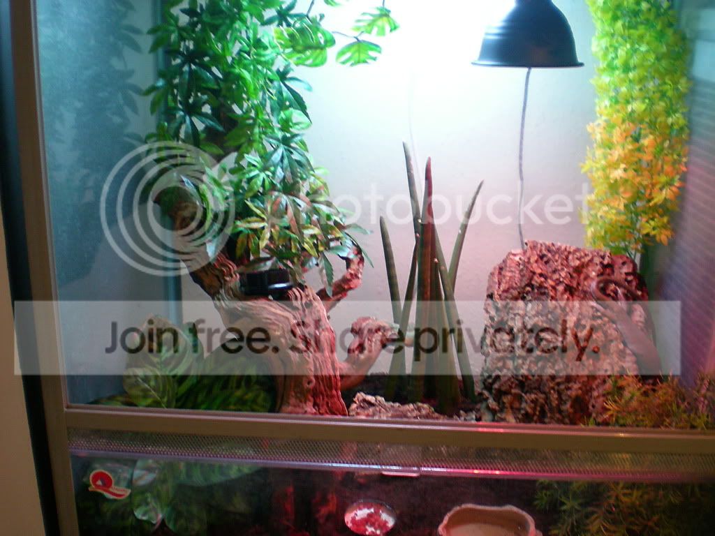 pink tounge skink and crestie enclosure | Reptile Forums
