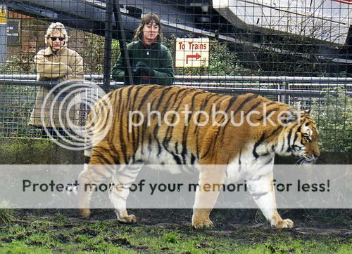 600 pound tiger compared to 550 pound bear!!! in Animal vs Animal Forum
