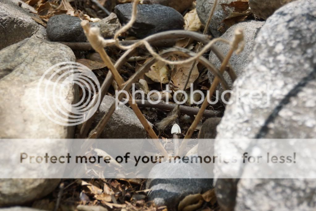 Primitive Traps and Snares | Pirate 4x4