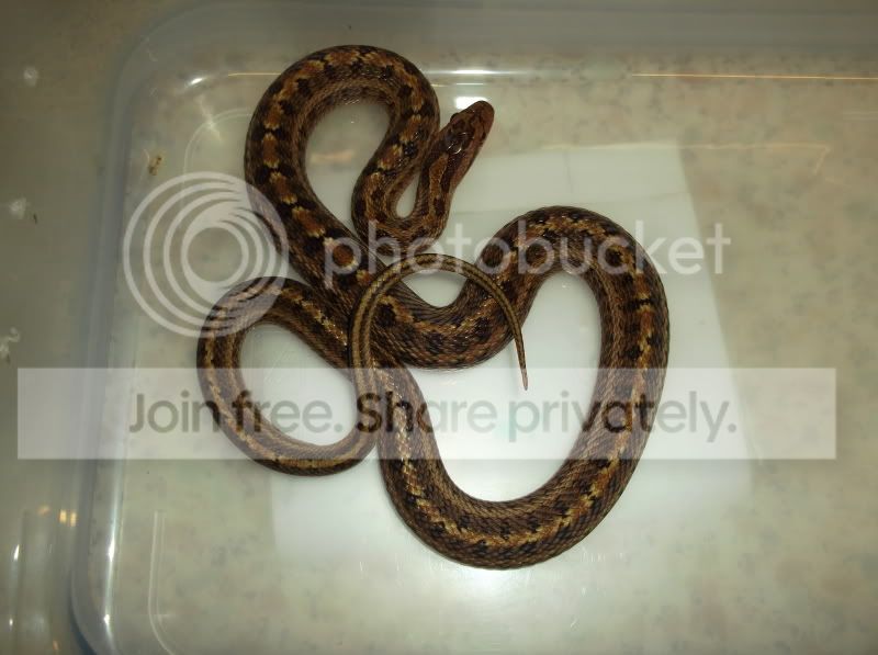 The Beauty of Dione's Rat Snakes | Reptile Forums