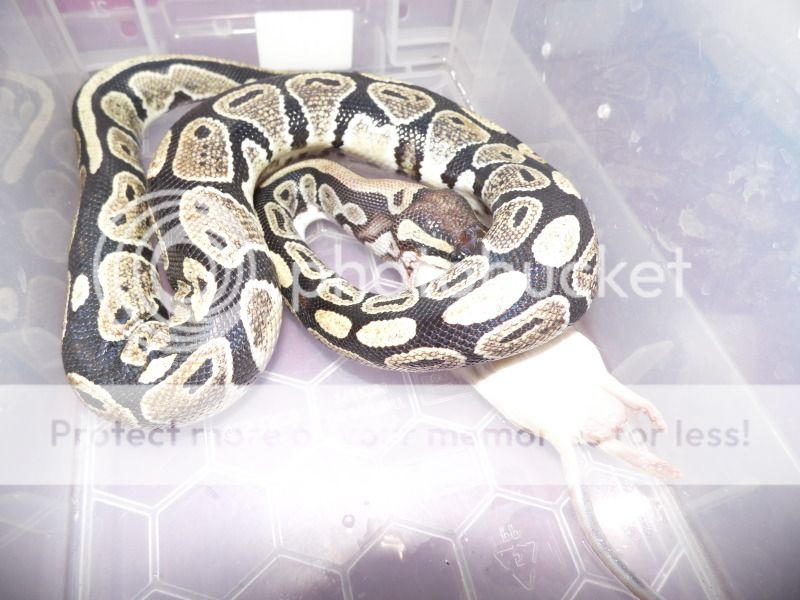 Royal Python colour change | Reptile Forums