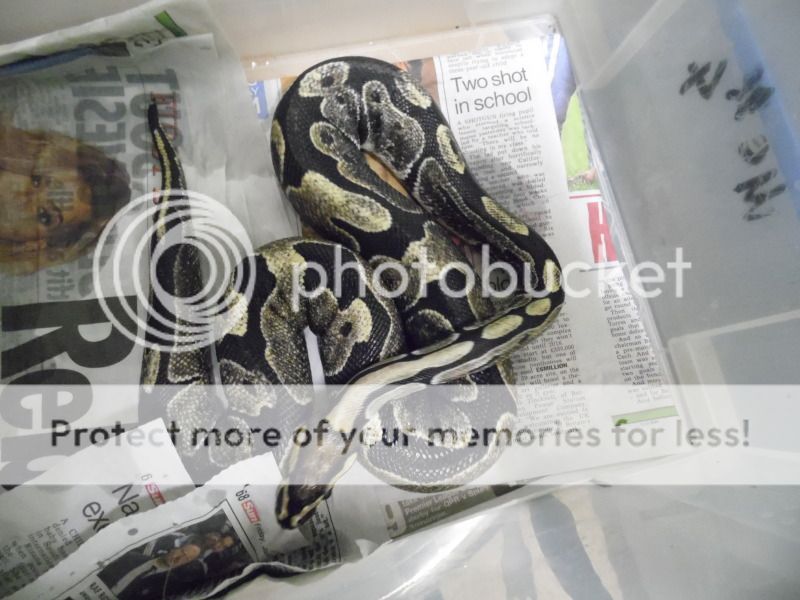 Royal Python colour change | Reptile Forums