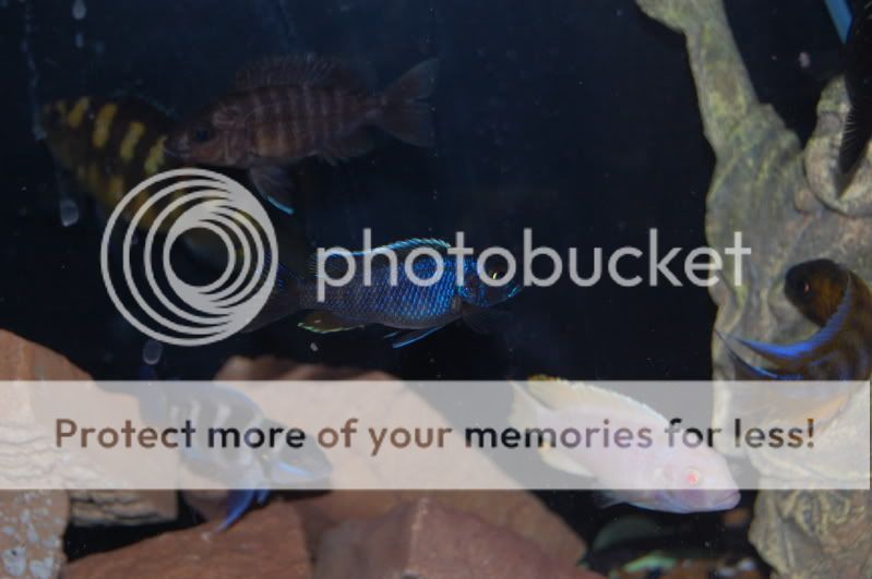 Albino Red Top Zebra and Cherry Red Zebra | Cichlid Fish Forum