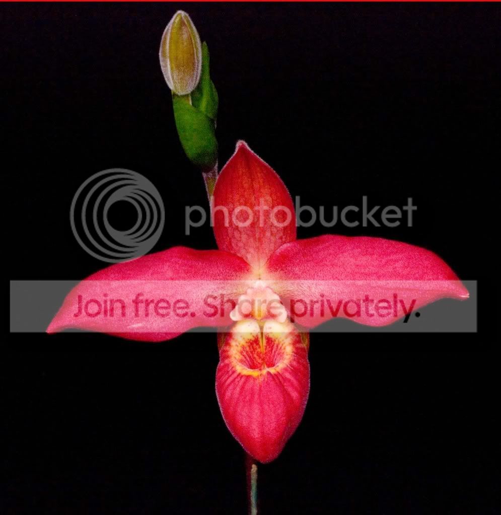 Phrag Jason Fischer | Slippertalk Orchid Forum