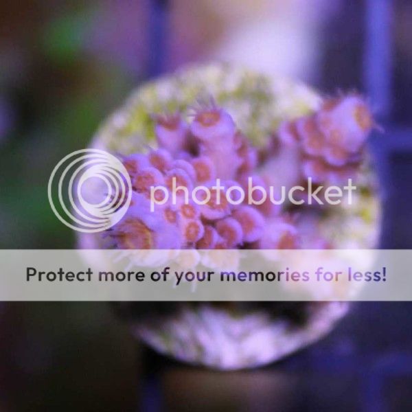 RR Pink Matrix | REEF2REEF Saltwater and Reef Aquarium Forum